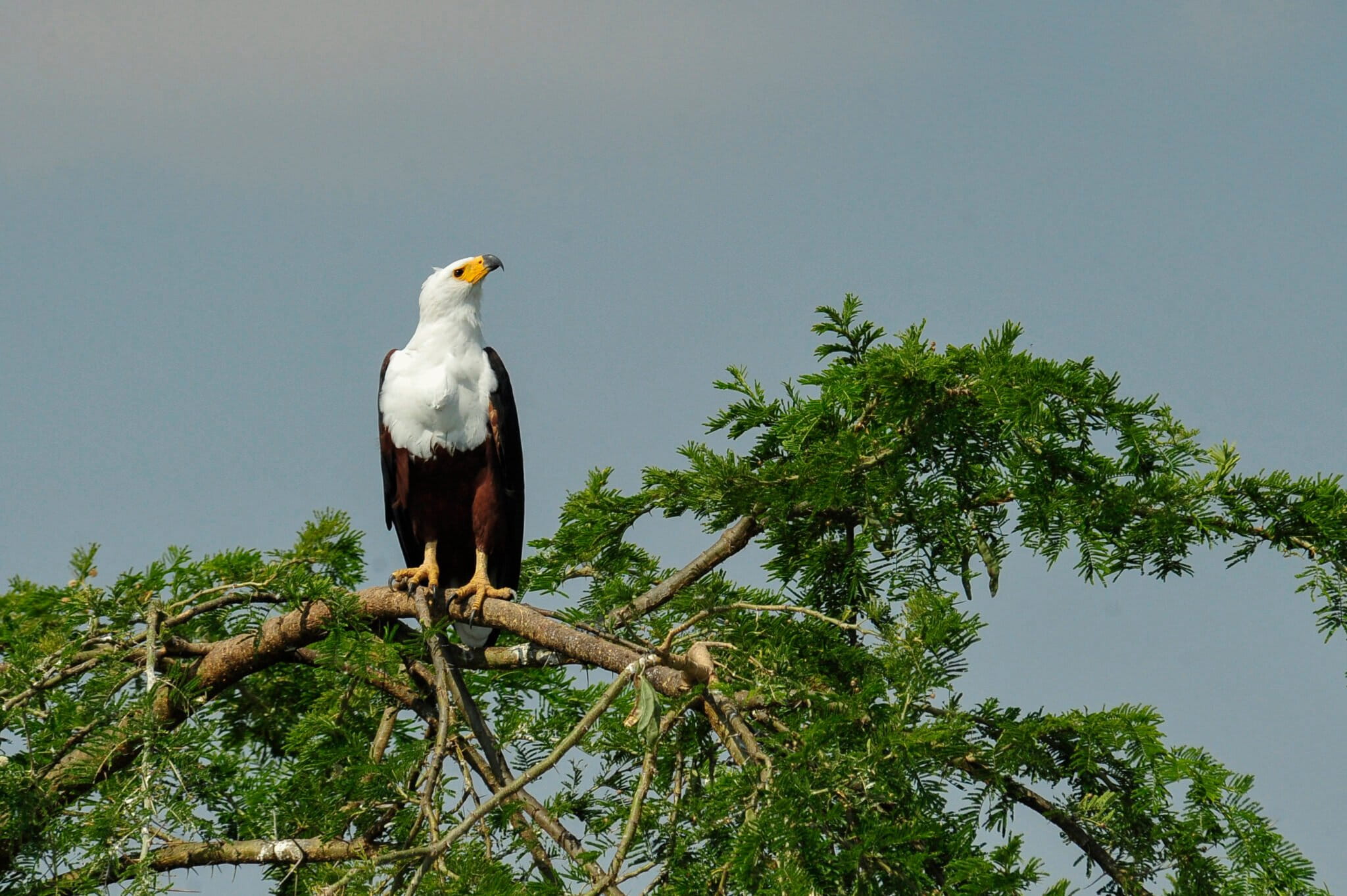 Africa’s wildlife has lost a third of its ‘ecological power,’ study says