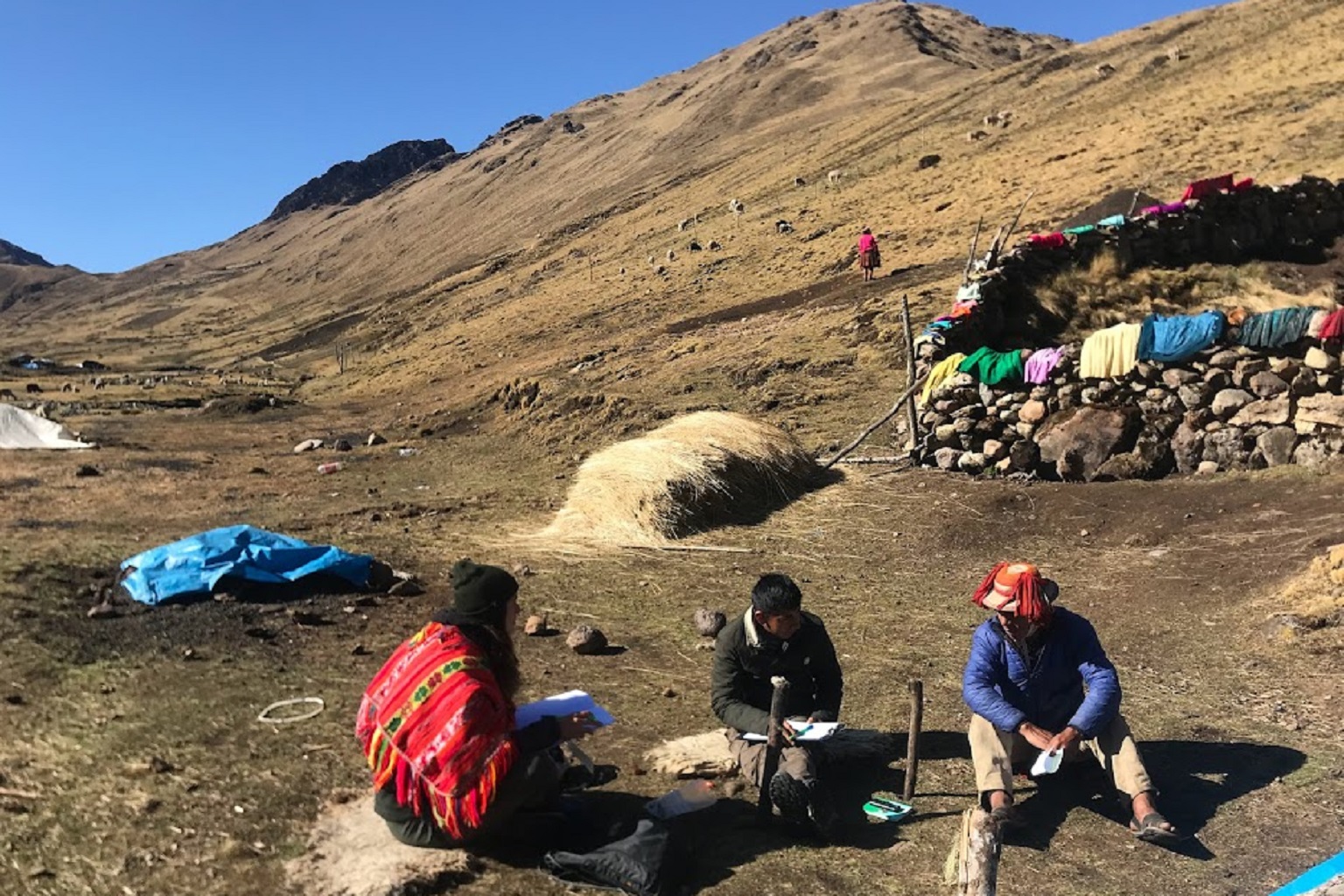 Project sees long-term success restoring forests in the high Andes: Study