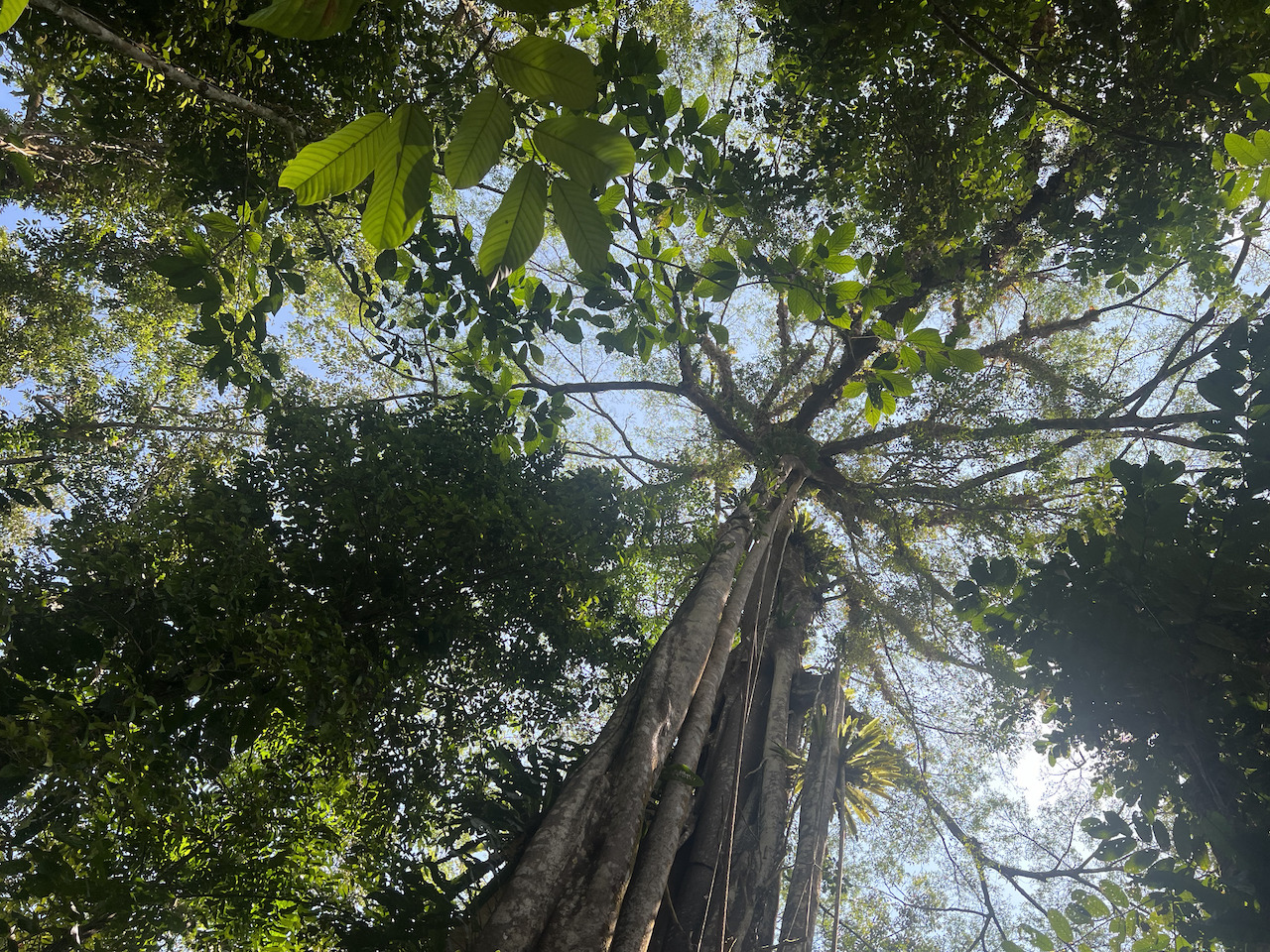 Taboo against harming strangler fig spirits protects forests in ...