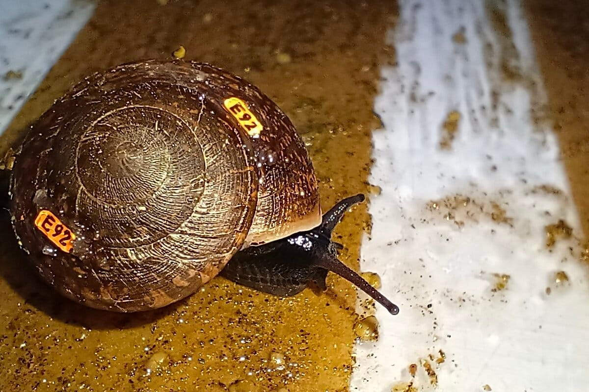 From 'extinct' to growing, a rare snail returns to the wild in Australia