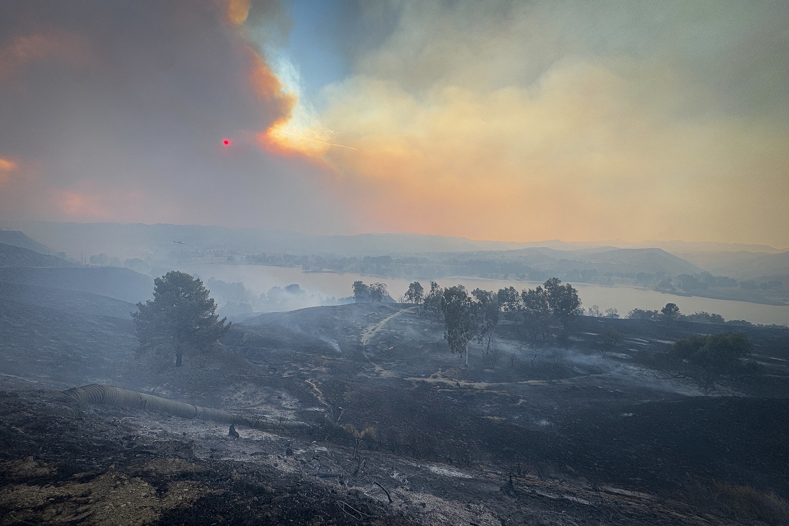 How are California’s birds faring amid ever more frequent wildfires ...
