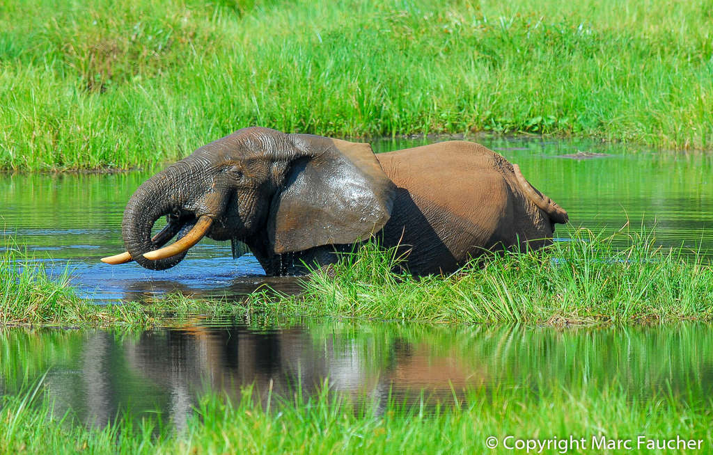 Poaching down but threats remain for forest elephants, recent ...
