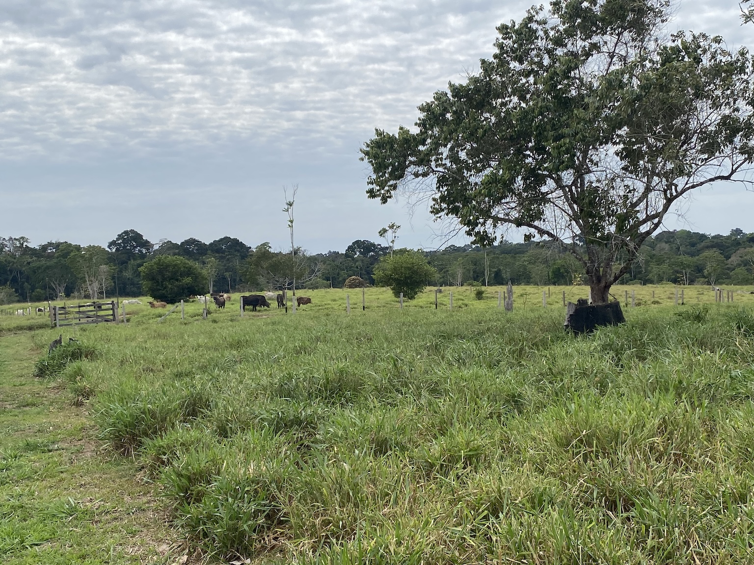 Silvopasture gains momentum in the Amazon, but can it shrink beef’s ...