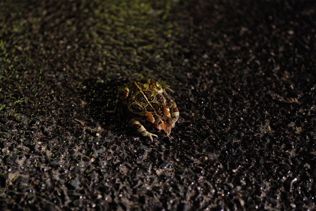 Helping Cape Town’s toads cross the road: Interview with Andrew Turner ...