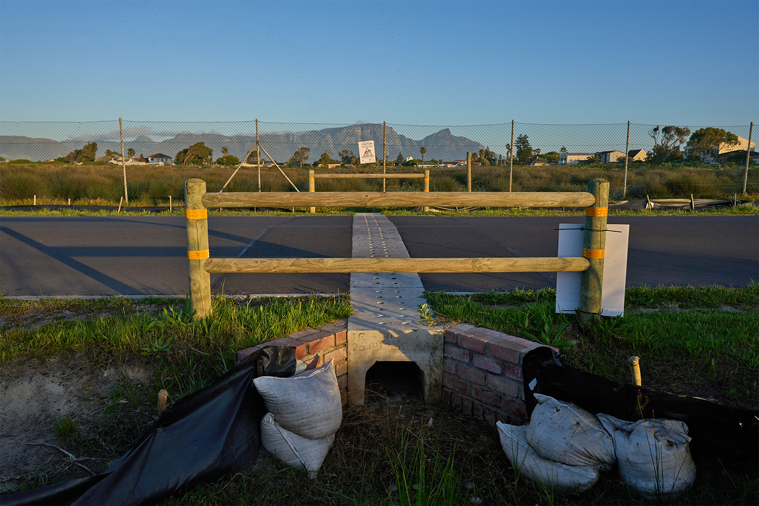 Helping Cape Town’s toads cross the road: Interview with Andrew Turner ...