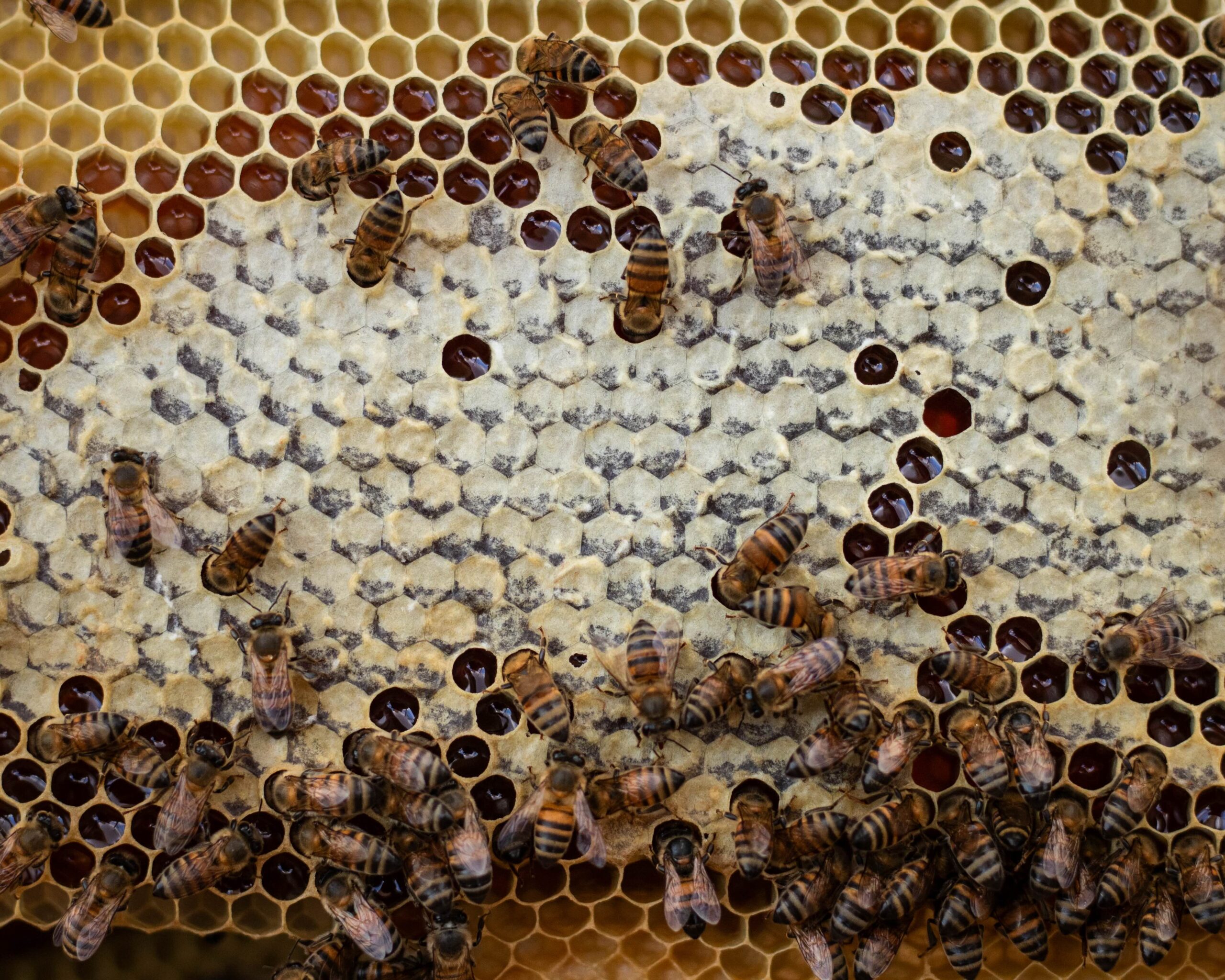 Beekeepers in Brazil worry lithium mining puts their bees in jeopardy ...
