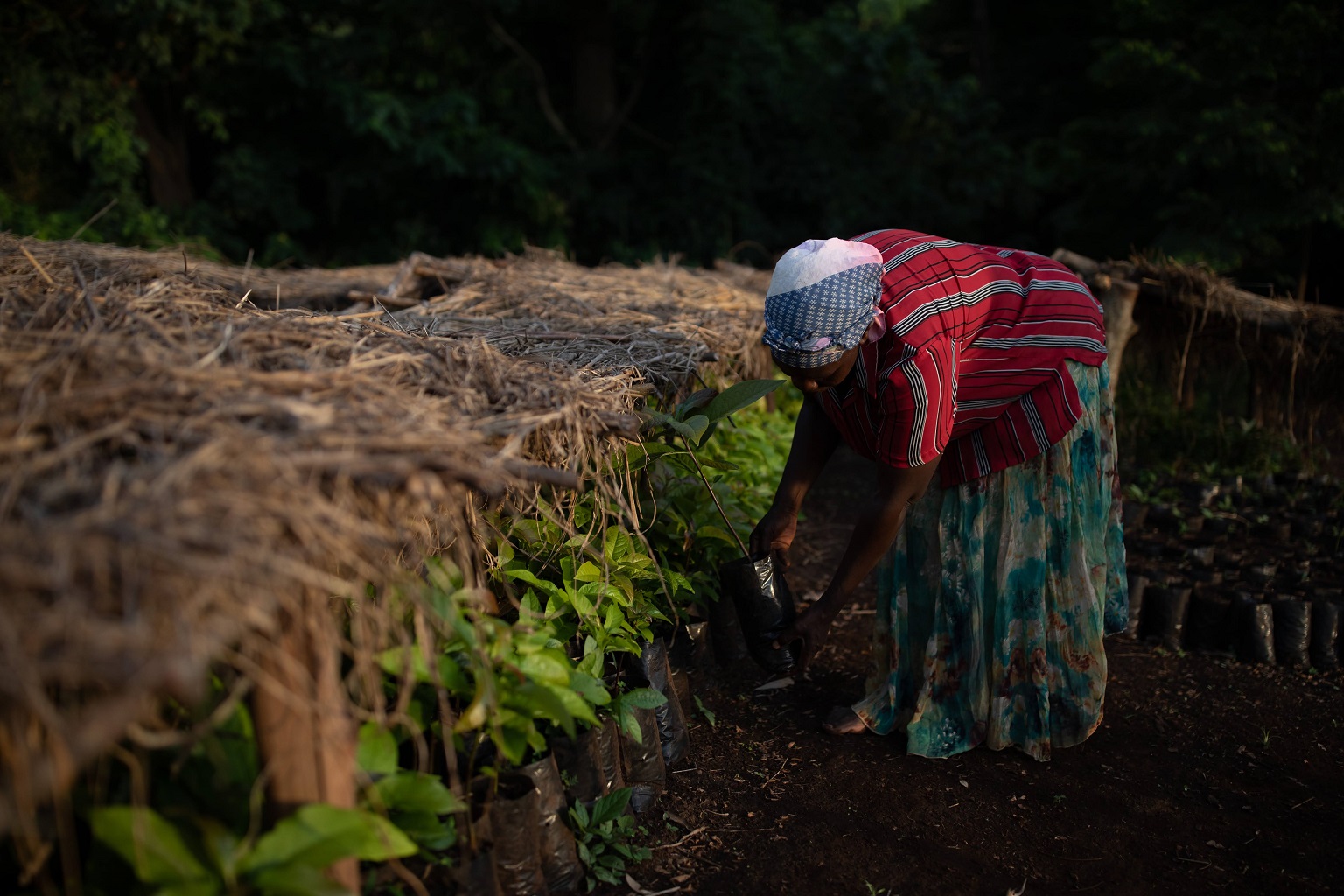 One year on, TGBS benchmark shows how to restore forests for biodiversity