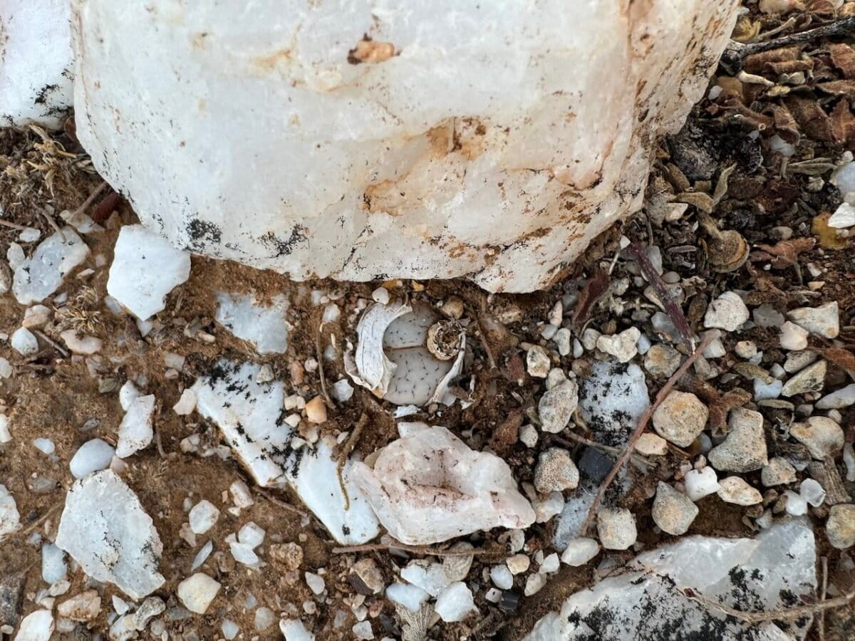 Photos: Kew Gardens' top 10 newly named plants and fungi for 2025