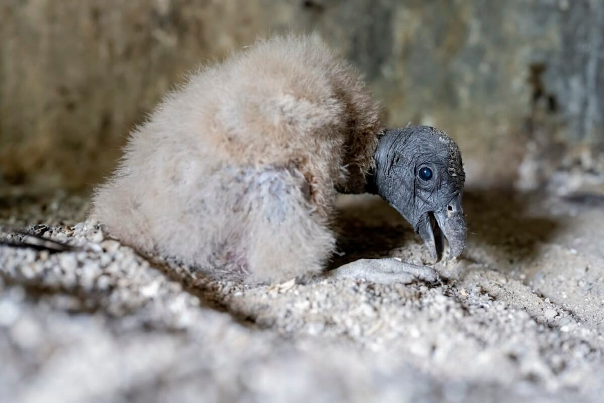 Three Andean condor chicks hatch in Colombia as species nears local ...