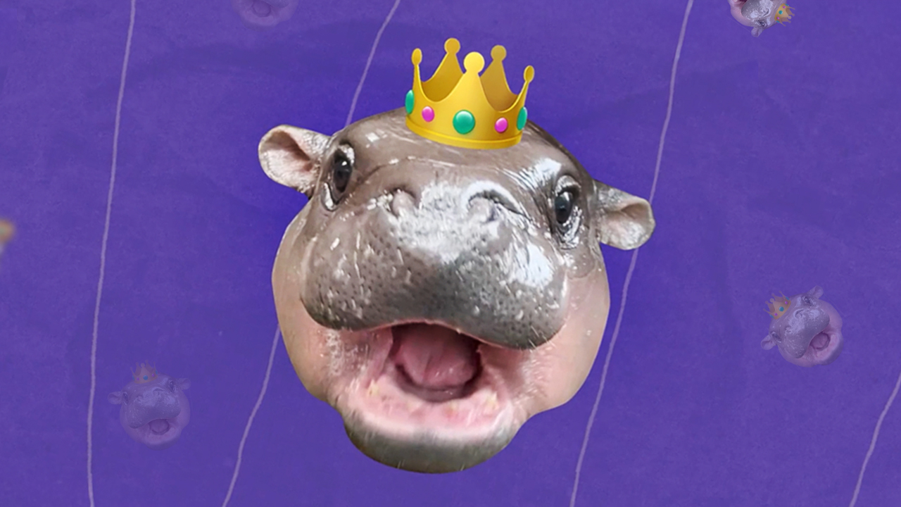 Small hippo, big dreams: Can Moo Deng, the viral pygmy hippo, save her ...