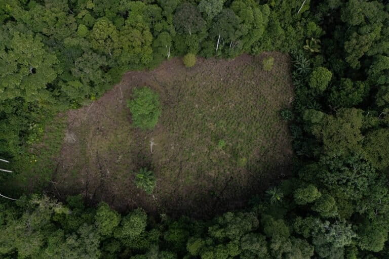 Colombia poised for another drop in deforestation in 2025, data show ...