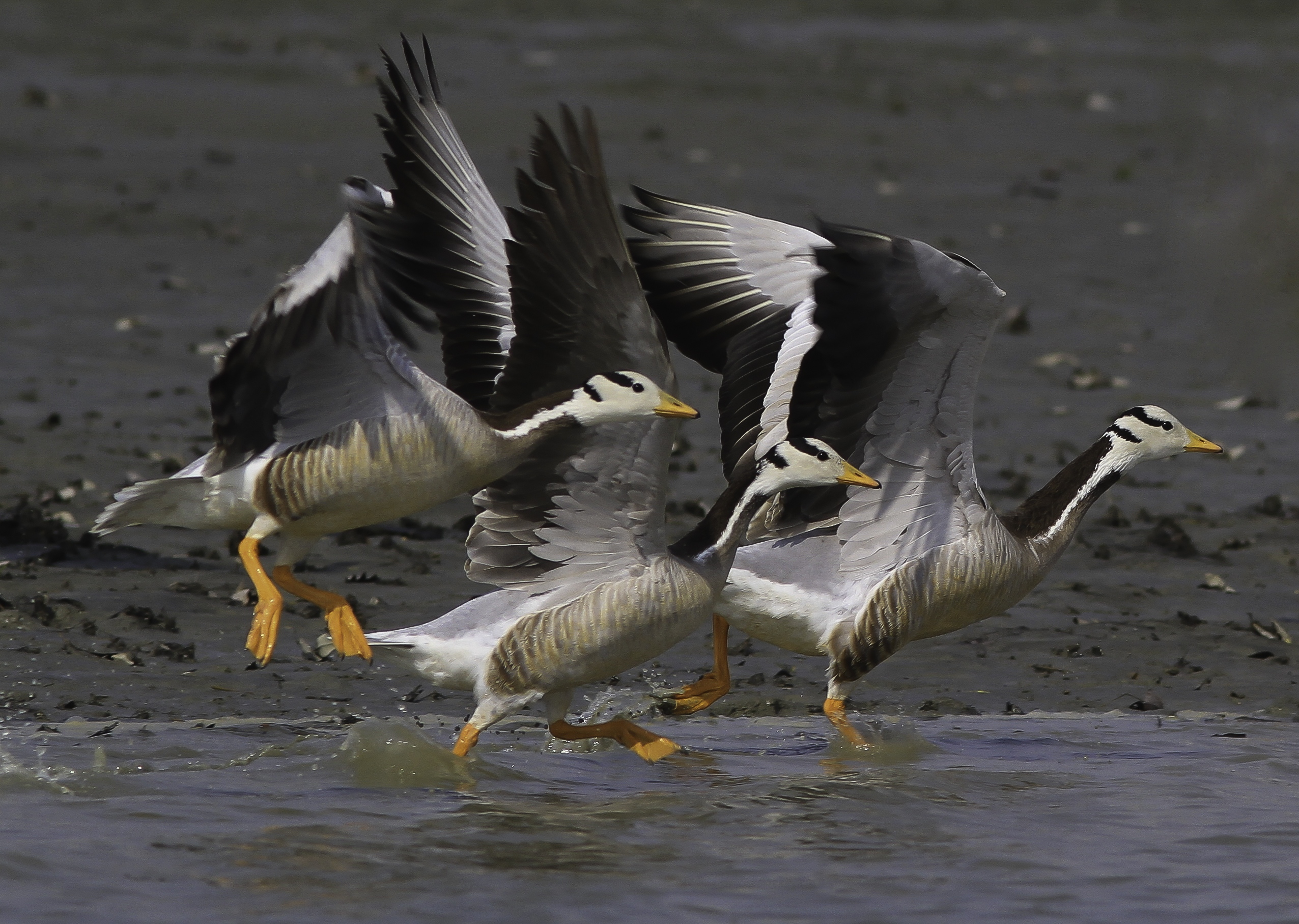 Is South Asia becoming inhospitable for migratory birds?