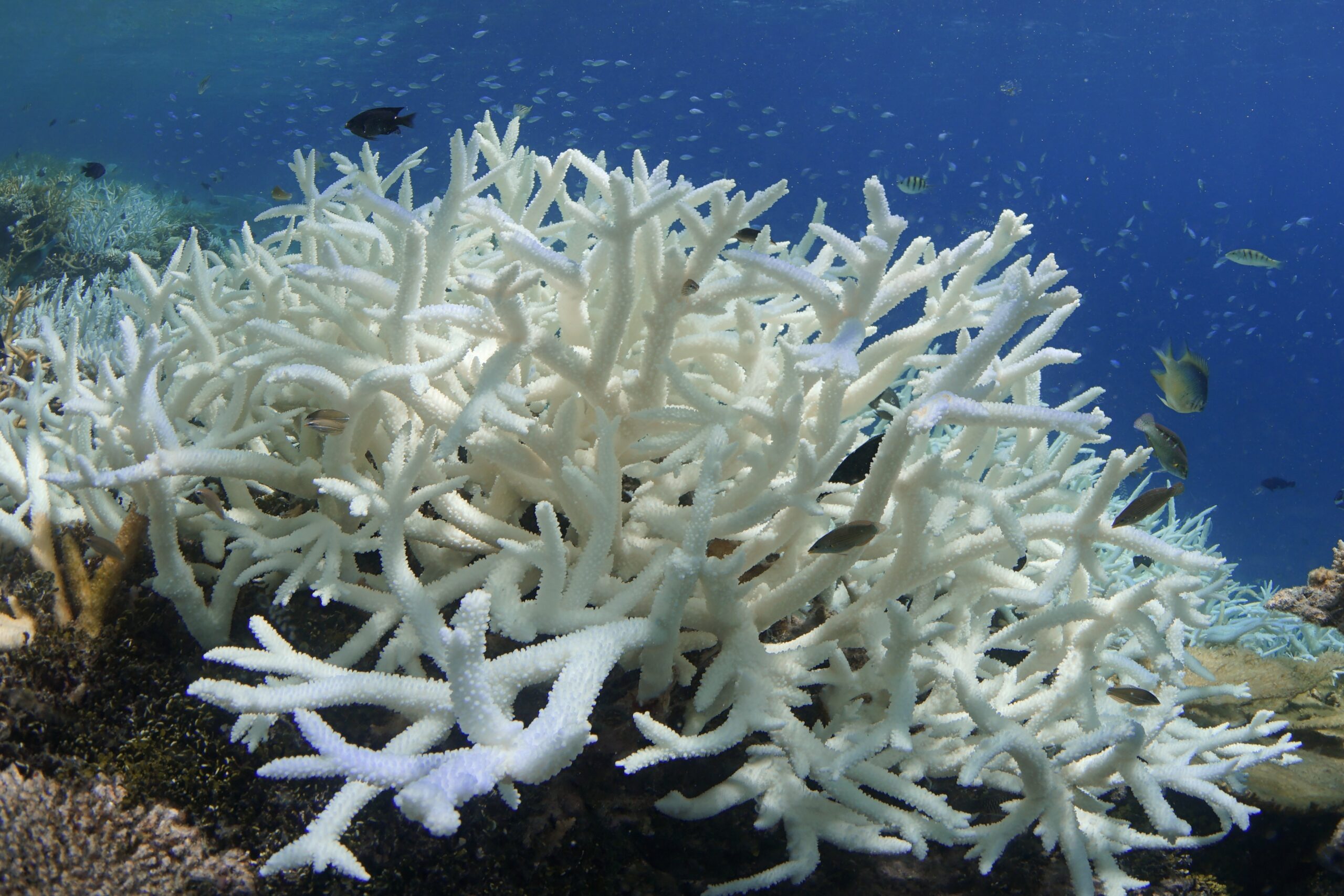 Coast-to-coast coral assessment reveals Thailand’s reefs losing complexity