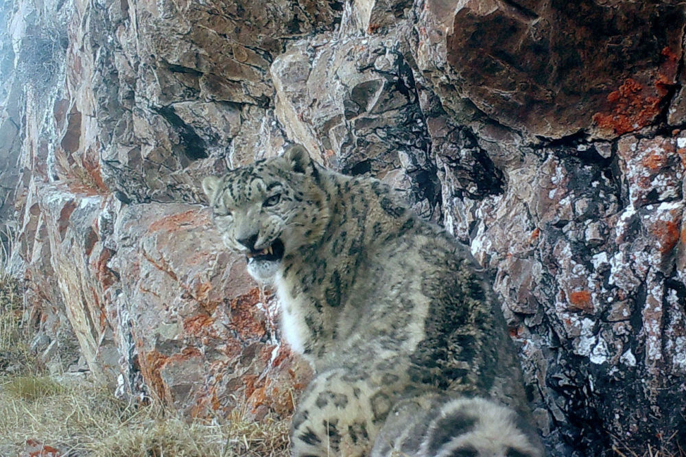In Kyrgyzstan, a climate-ready corridor gives snow leopards and herders ...