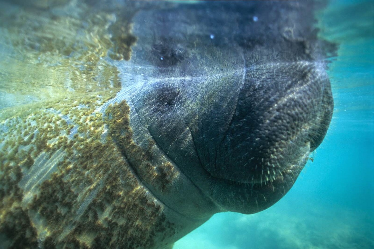 Amazon oil drilling plan excludes unique hybrid manatees too big for rescue