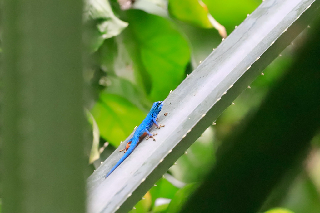 How trade bans and local conservation helped save a dazzling blue gecko