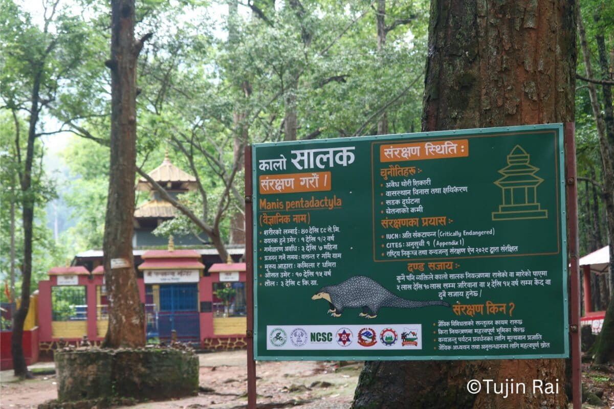 Rare Chinese pangolin found in a sacred community forest in Nepal