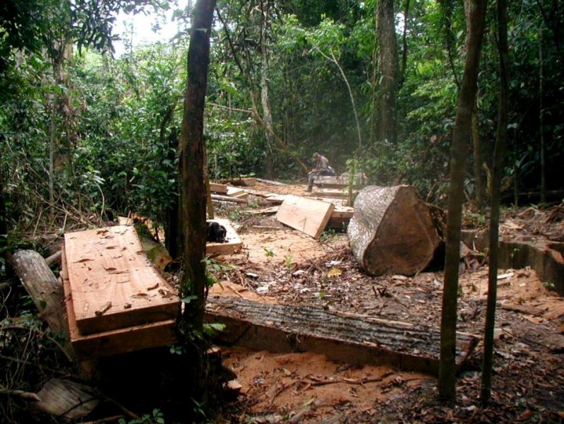 The XyloTron: combating illegal logging in seconds