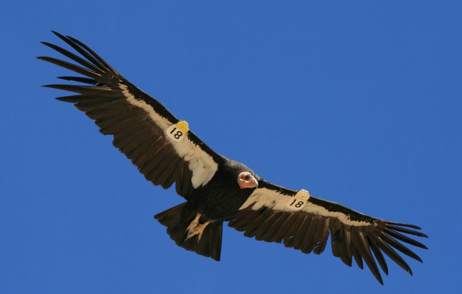 flying condor_crop 2 - Wildtech
