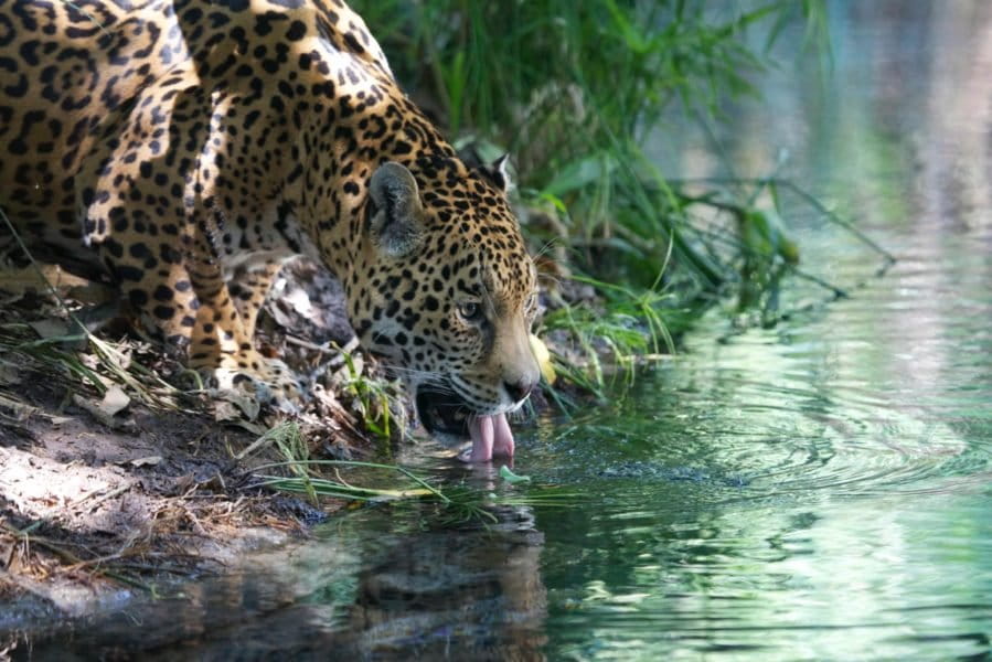 Noticias ambientales sobre Animales de la selva tropical