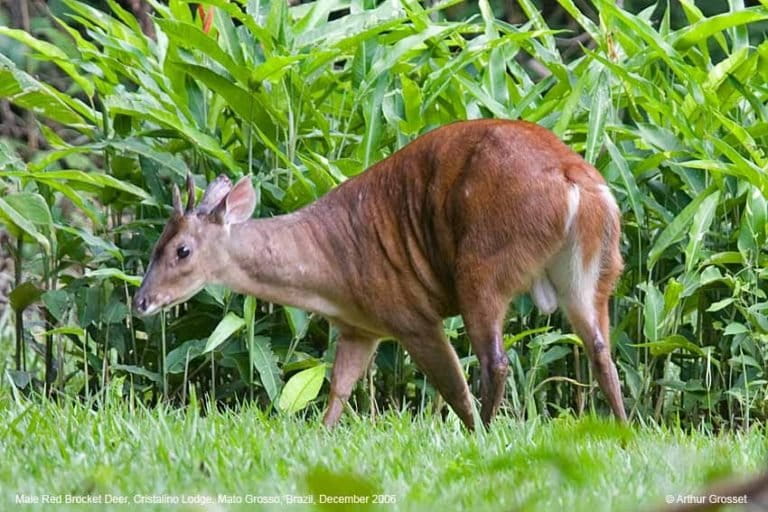 Perú tiene dos nuevas áreas de conservación privada en la Amazonía