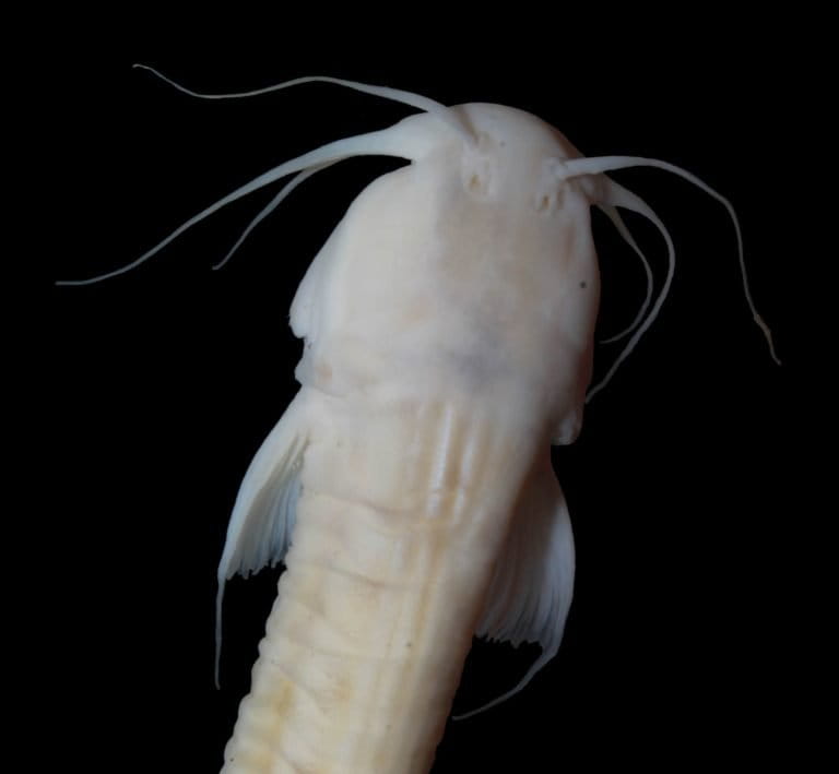 Hallan posible nueva especie de pez ciego cerca del Parque Nacional ...