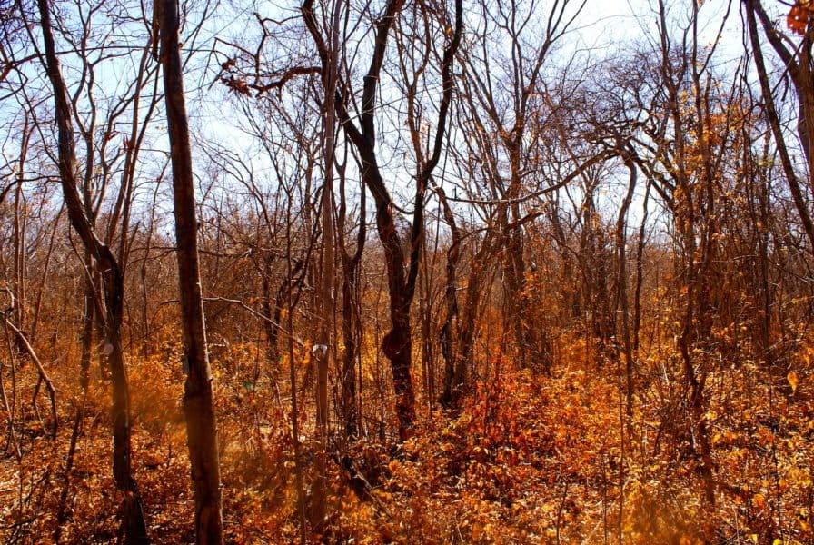 Bosques secos de Latinoamérica y el Caribe en peligro de desaparecer