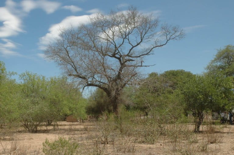 'Corriendo contra el tiempo' para salvar al taguá y su hogar en el Chaco