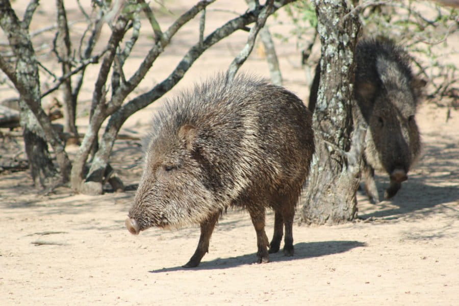 'Corriendo contra el tiempo' para salvar al taguá y su hogar en el Chaco