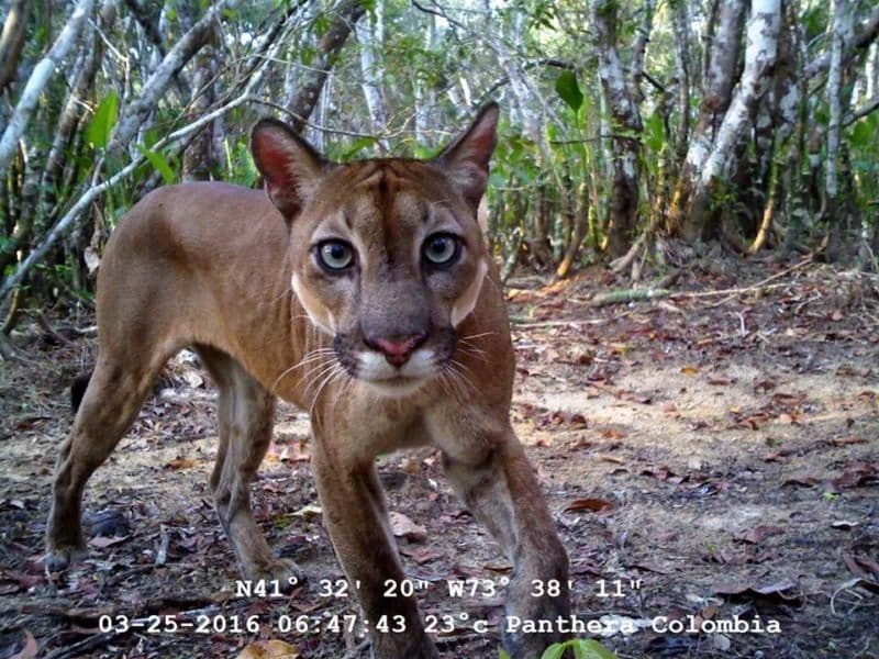 Colombia: las comunidades rurales y su papel clave para la conservación ...