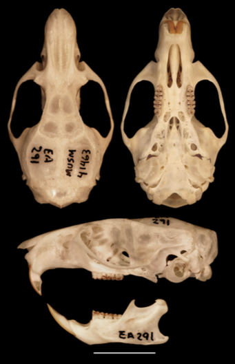 Perú: hallan nueva especie de roedor en cuenca del río Marañón