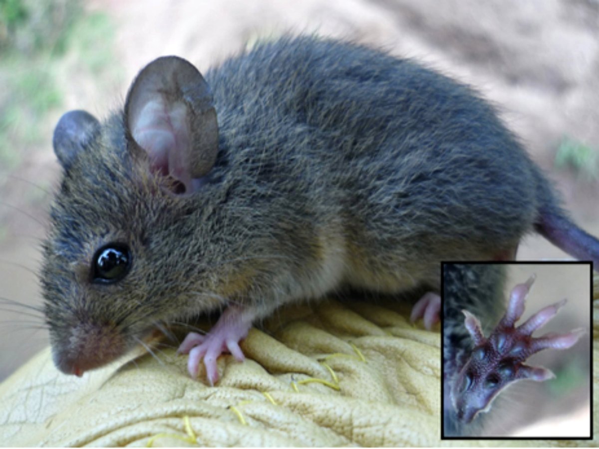 Perú: hallan nueva especie de roedor en cuenca del río Marañón