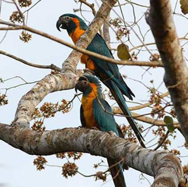 Guacamayo barba azul: cómo revitalizar poblaciones silvestres de loros ...
