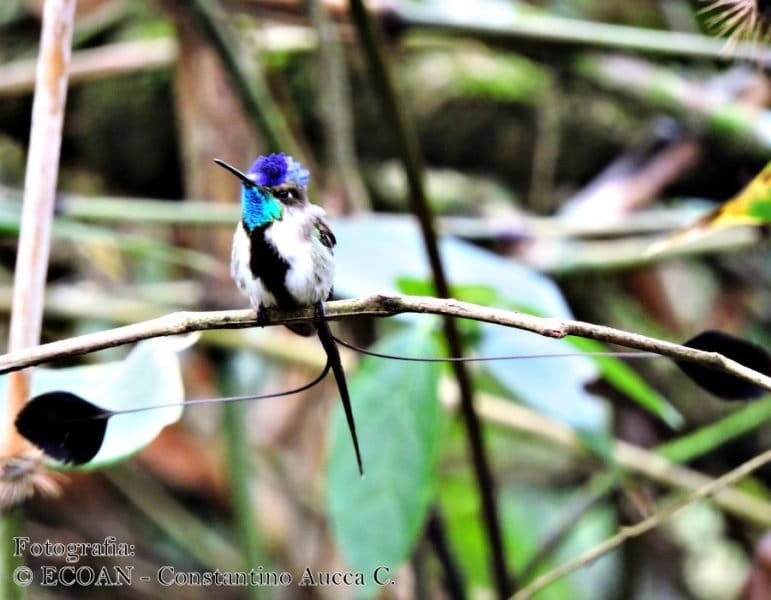 Perú: al rescate del “picaflor más hermoso del mundo” en Amazonas