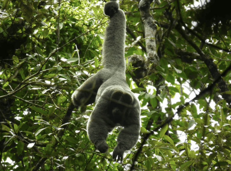 Más de 2600 especies amenazadas por la deforestación en Colombia