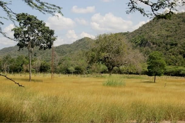 Solo queda el 8 %: ¿Cuál es el futuro del bosque seco tropical de Colombia?