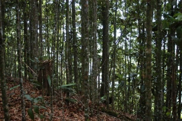 El roble en Colombia está en una carrera contra el tiempo y las motosierras