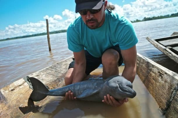 Delfines de río: indicadores biológicos de la destrucción del bosque ...