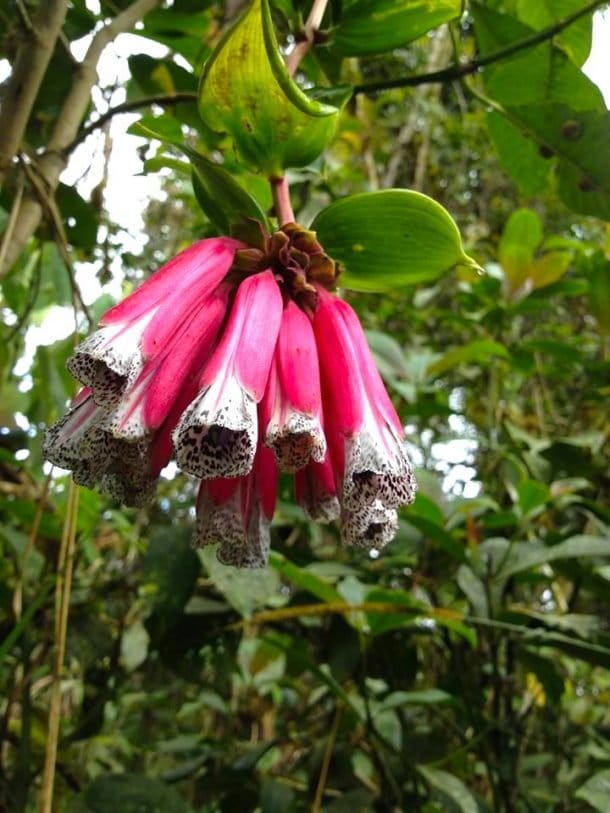 El Chocó Andino podría convertirse en la séptima Reserva de Biósfera ...