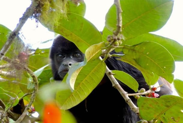 El Chocó Andino podría convertirse en la séptima Reserva de Biósfera ...
