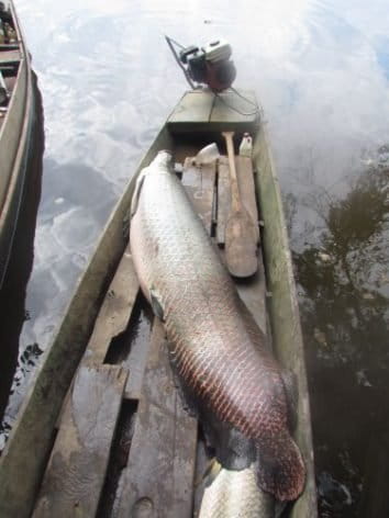 ¿Invasión o revolución? El paiche se hace fuerte en la Amazonía de Bolivia
