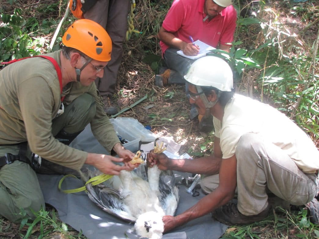 Alexander Blanco: el guardián de las águilas arpías, las diosas del viento