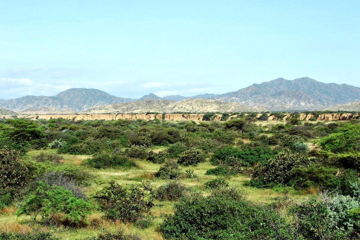 Reynaldo Linares: misterio y agonía de los bosques secos del Perú