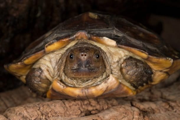 Fotos de bebés de 10 de las tortugas más raras del mundo