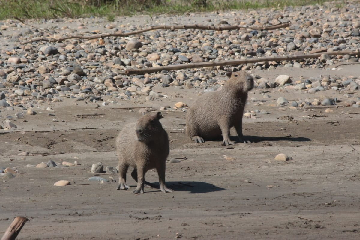 Candid Animal Cam: conozcamos al ronsoco | Episodio 25 | VIDEO