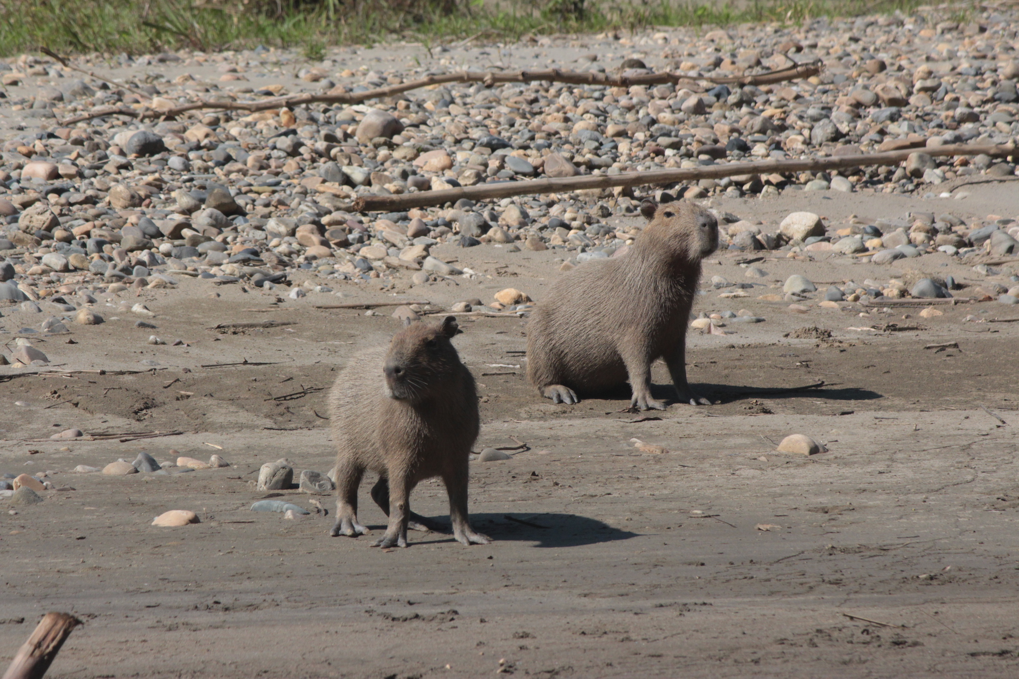 Candid Animal Cam: conozcamos al ronsoco | Episodio 25 | VIDEO