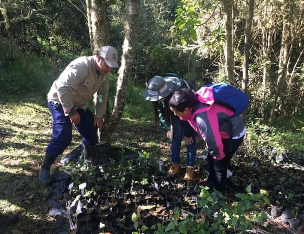 Reserva Biológica Encenillo: uno de los bosques altoandinos mejor ...
