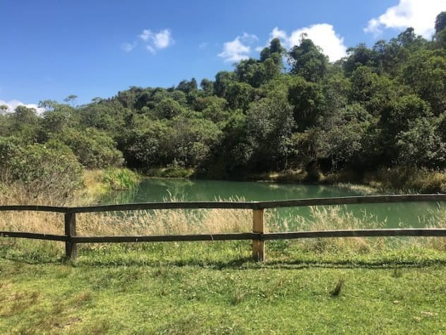 Reserva Biológica Encenillo: uno de los bosques altoandinos mejor ...