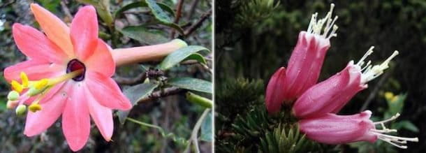 Reserva Biológica Encenillo: uno de los bosques altoandinos mejor ...