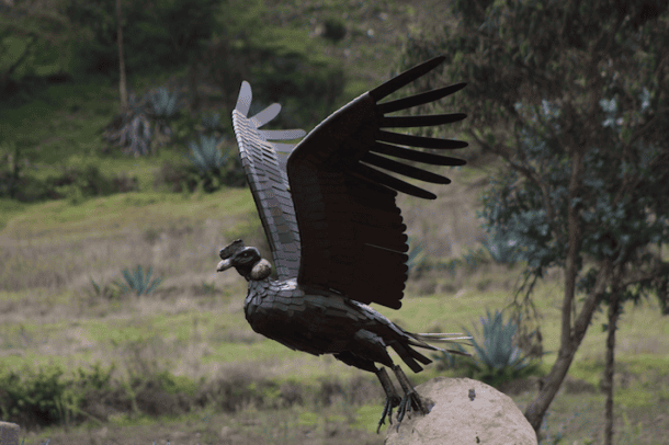 El cóndor andino eligió su propia área de protección en Ecuador